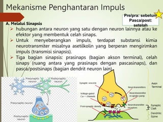 PPT Sistem Saraf 1.ppt