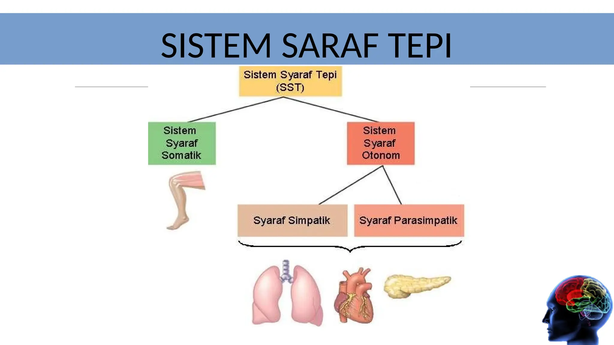 Anatomi dan Fisiologi Sistem Saraf 2024.pptx