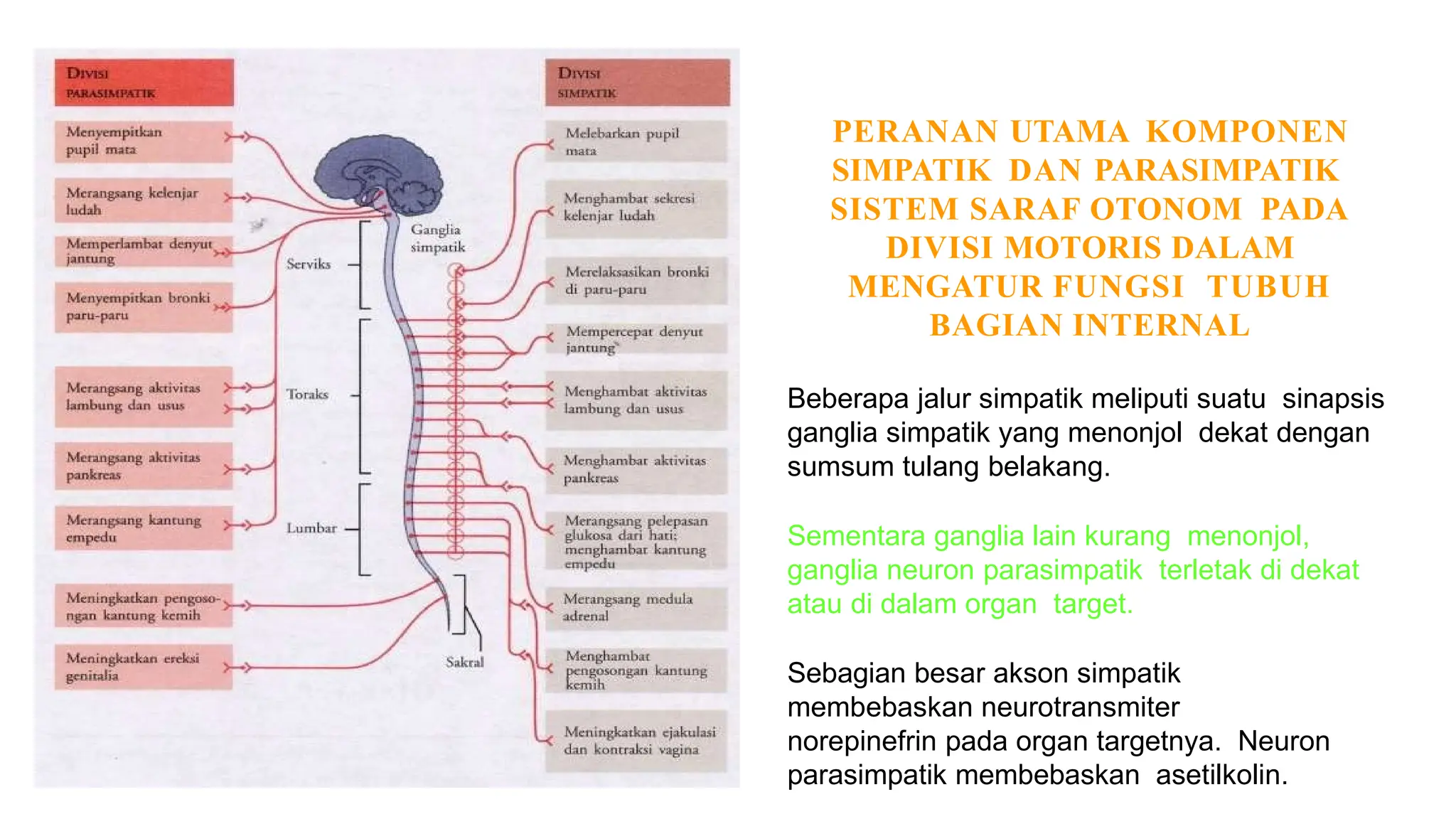 Anatomi dan Fisiologi Sistem Saraf 2024.pptx