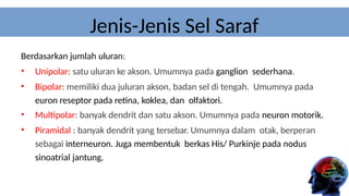 Anatomi dan Fisiologi Sistem Saraf 2024.pptx