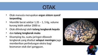 Anatomi dan Fisiologi Sistem Saraf 2024.pptx
