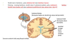 Anatomi dan Fisiologi Sistem Saraf 2024.pptx