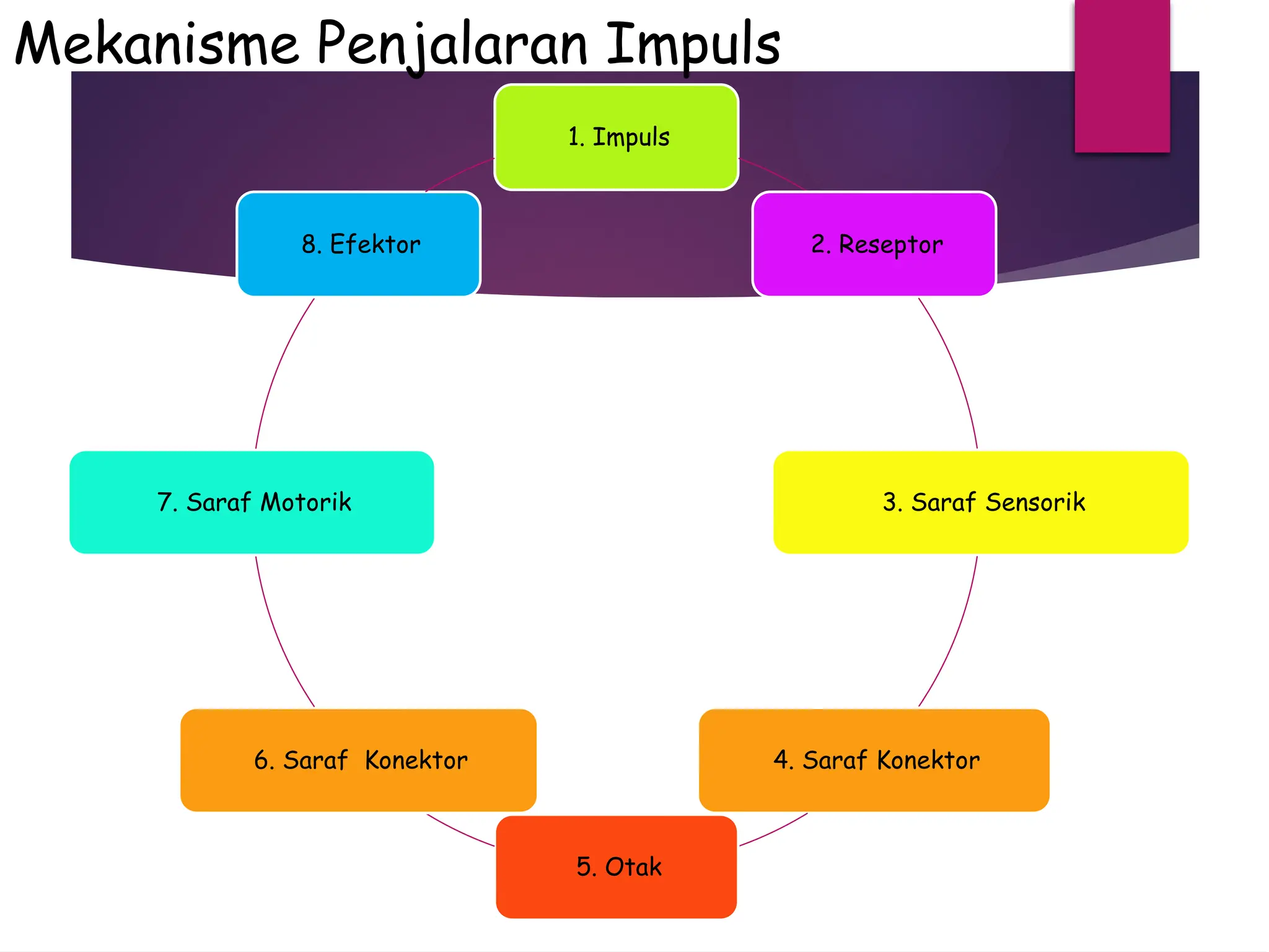 PPT_Sistem_Saraf_Manusia.pptx tentang sistem saraf | PPTX