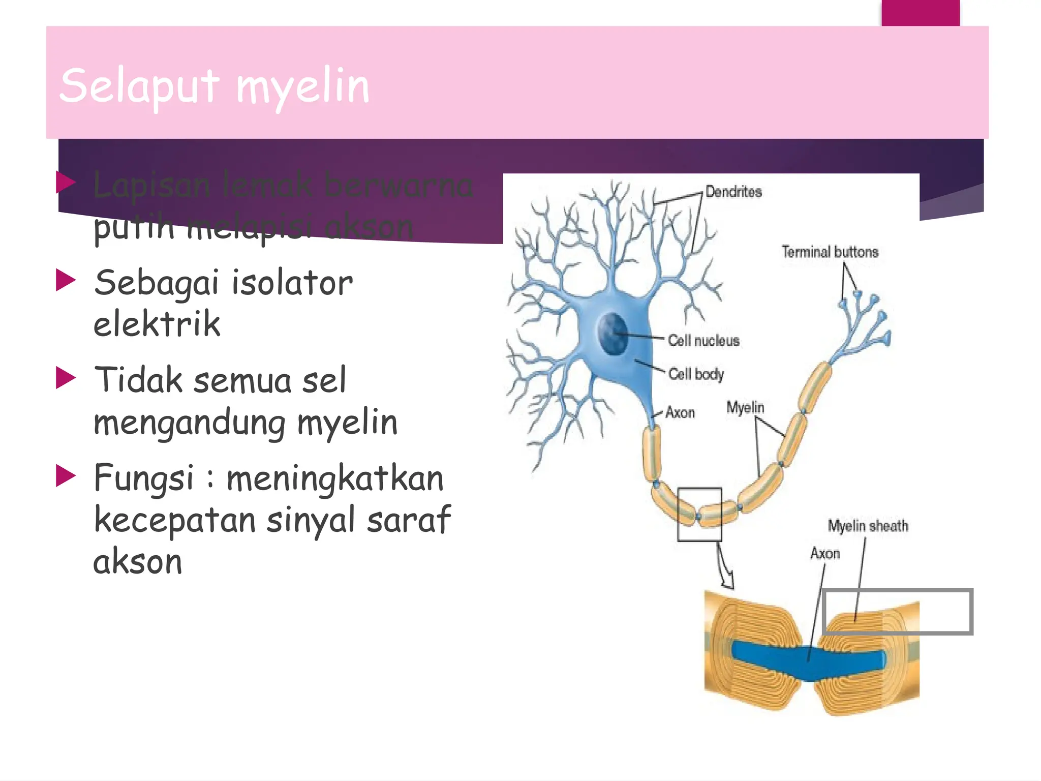 PPT_Sistem_Saraf_Manusia.pptx tentang sistem saraf | PPTX