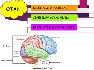 PPT_Sistem_Saraf_Manusia.pptx tentang sistem saraf | PPTX