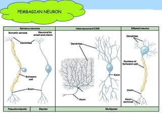PPT ini materi sistem syaraf pada manusia | PPTX