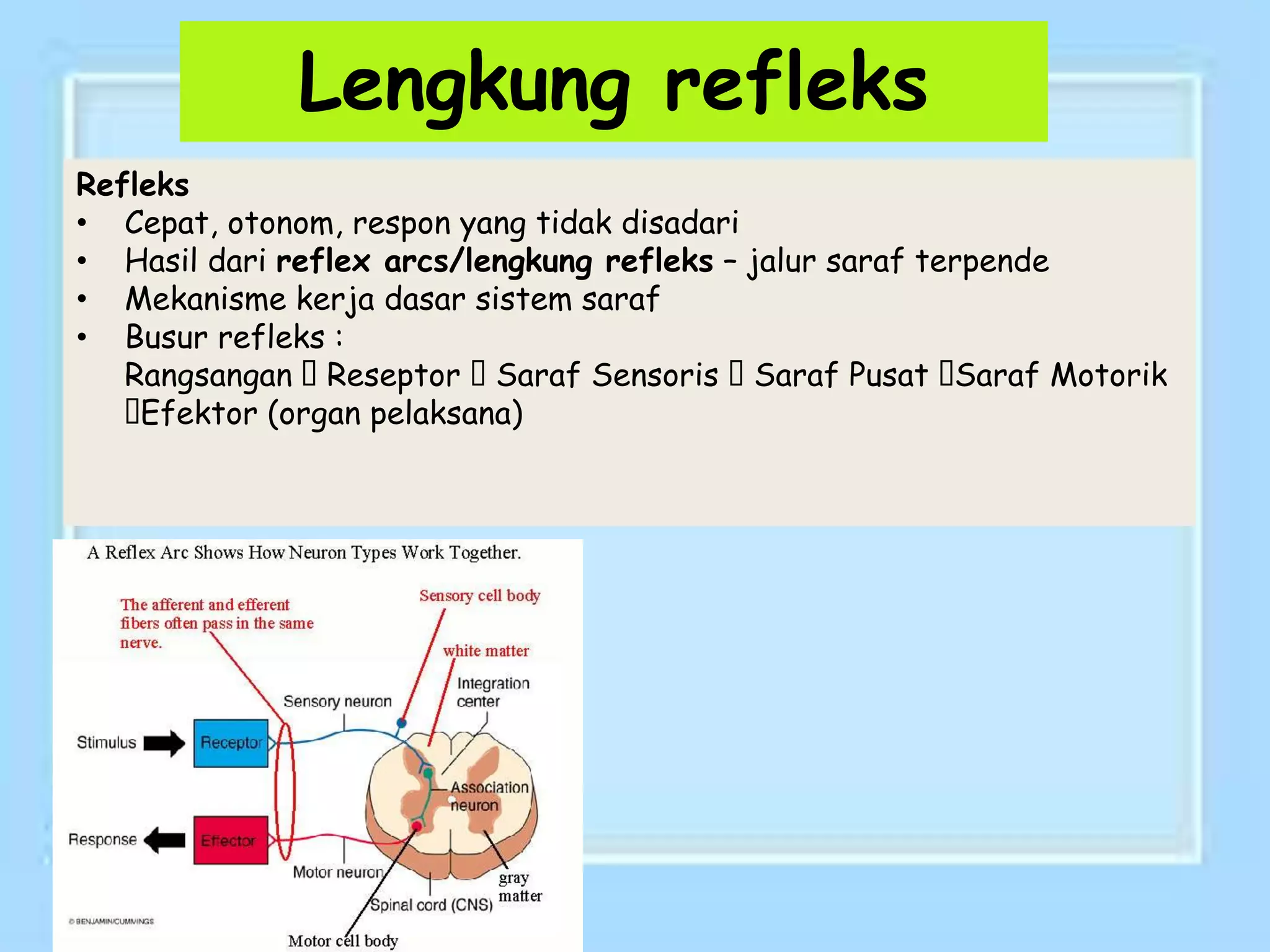 Ppt sistem saraf_manusia (1) | PPTX