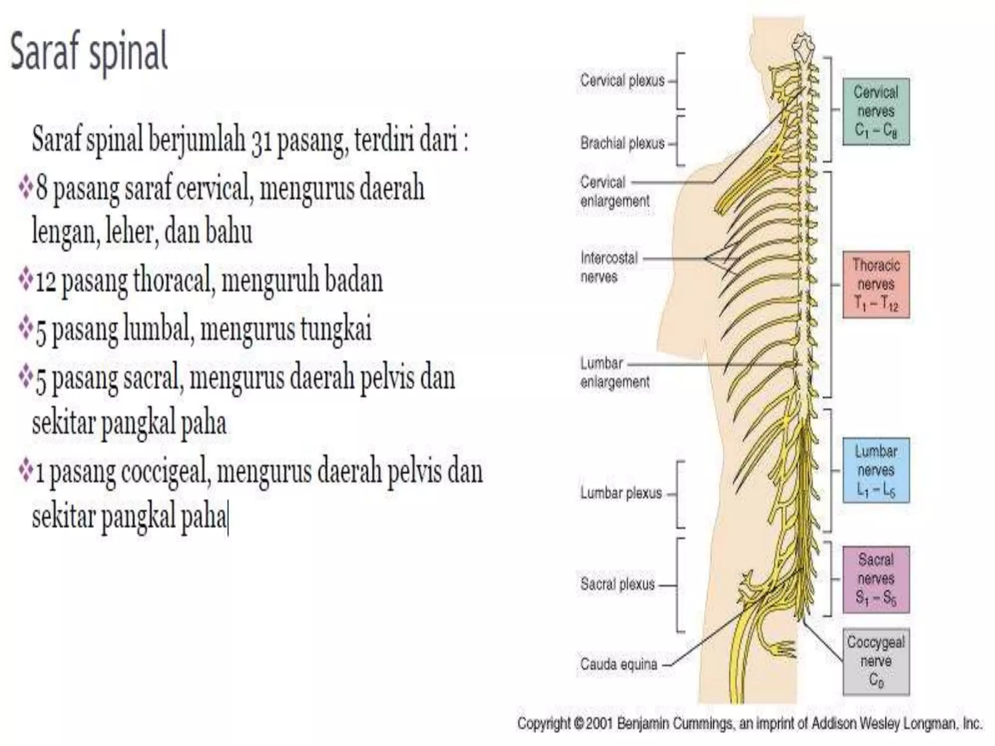 Ppt sistem saraf_manusia (1) | PPTX
