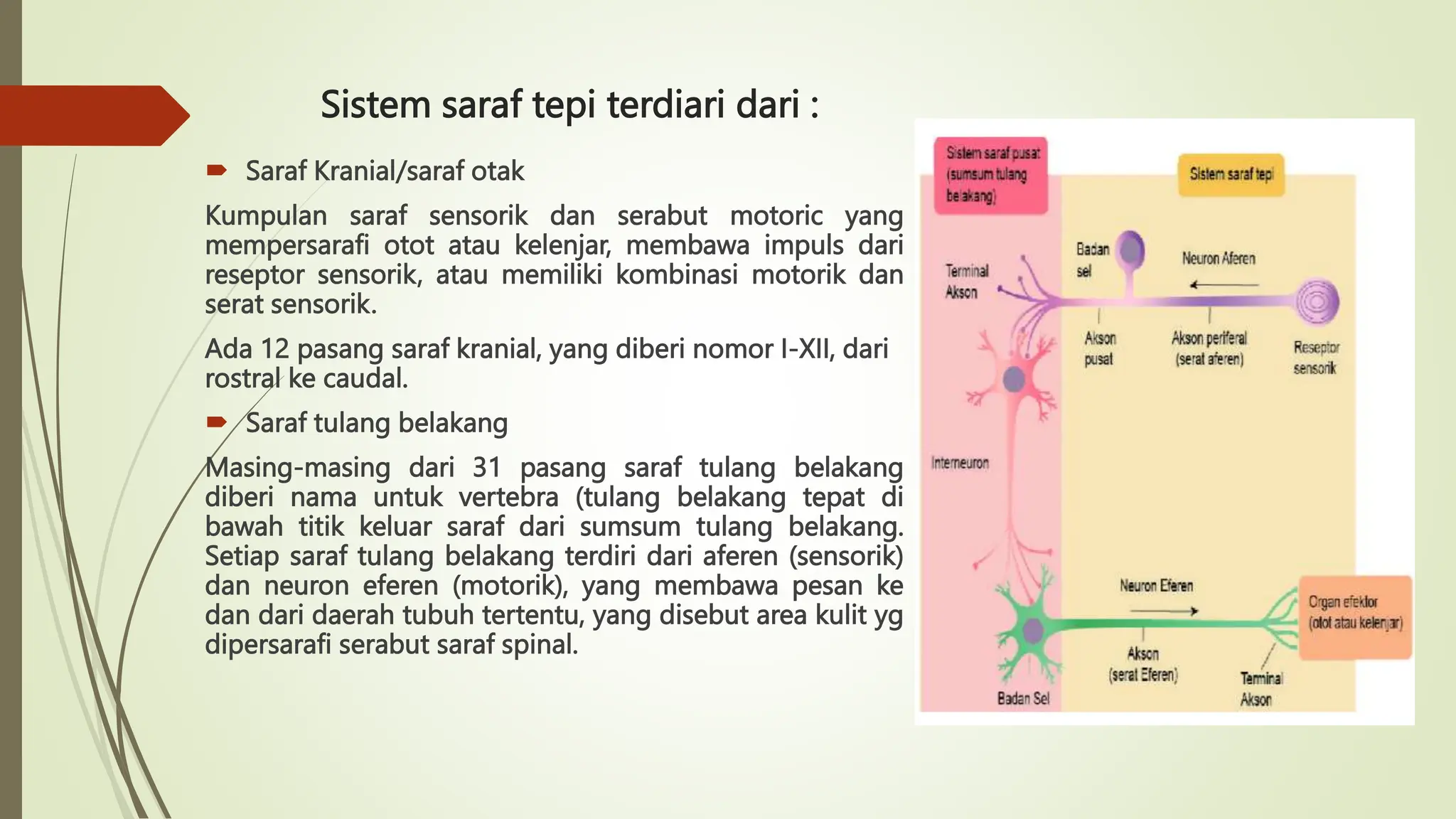 PPT Sistem saraf_XI2.pptx