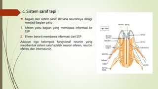 PPT Sistem saraf_XI2.pptx