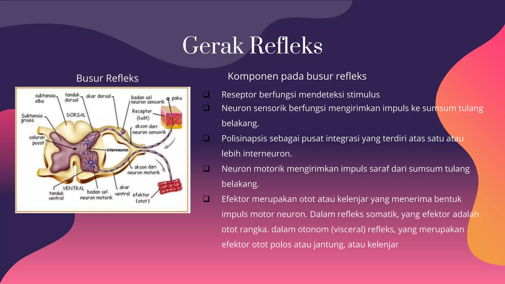 PPT Sistem Syaraf.pptx