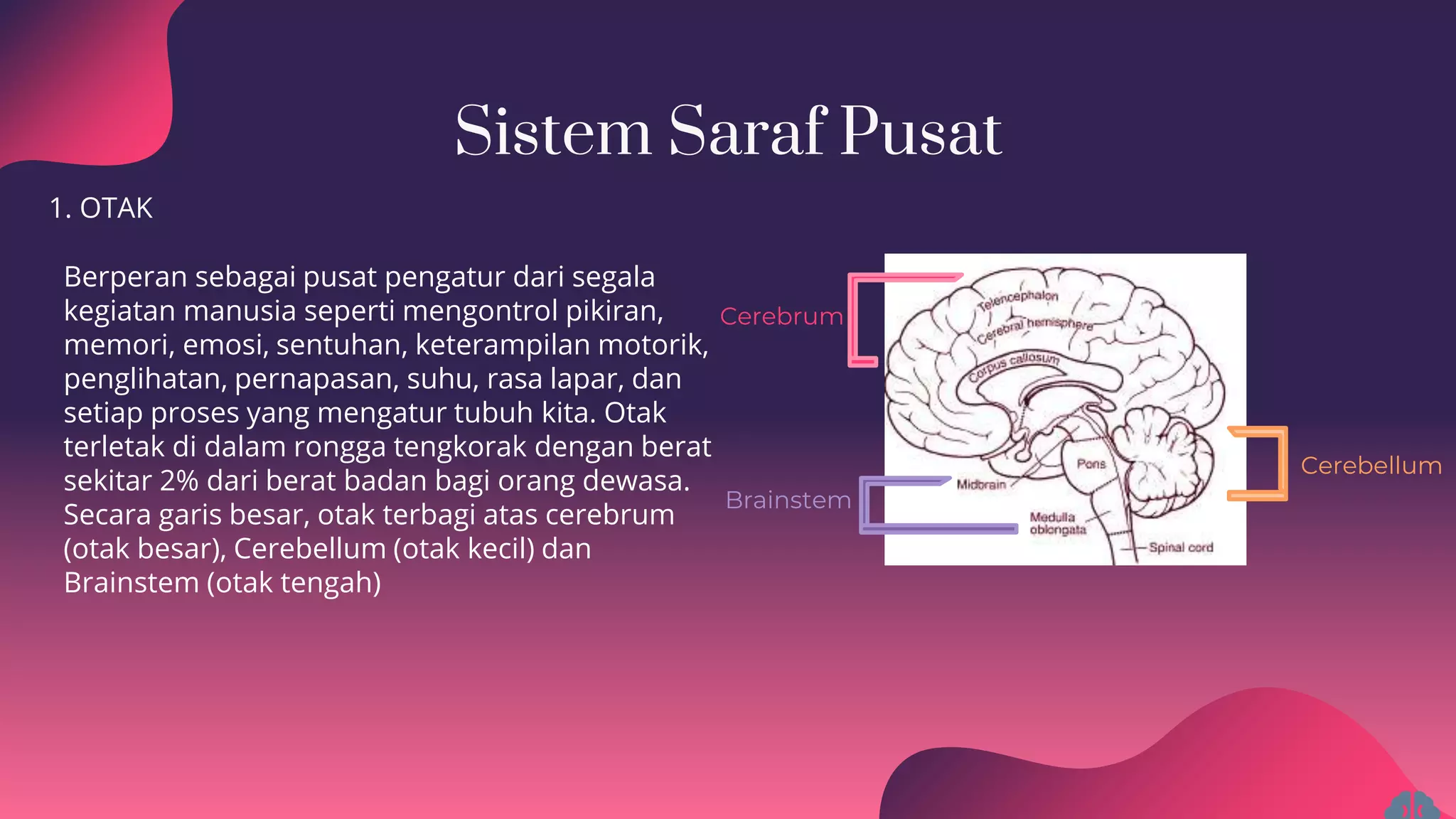 PPT Sistem Syaraf.pptx
