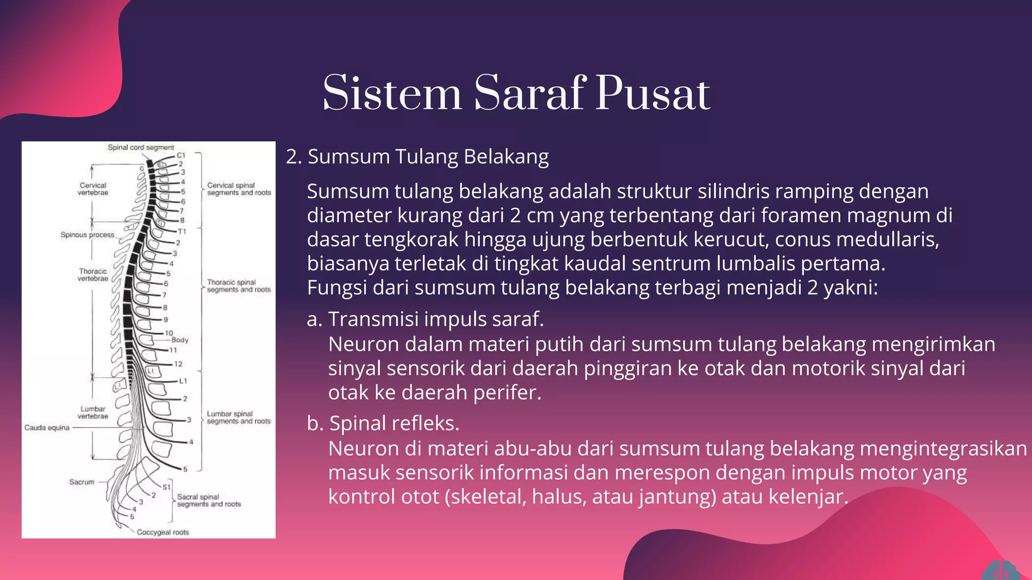 PPT Sistem Syaraf.pptx