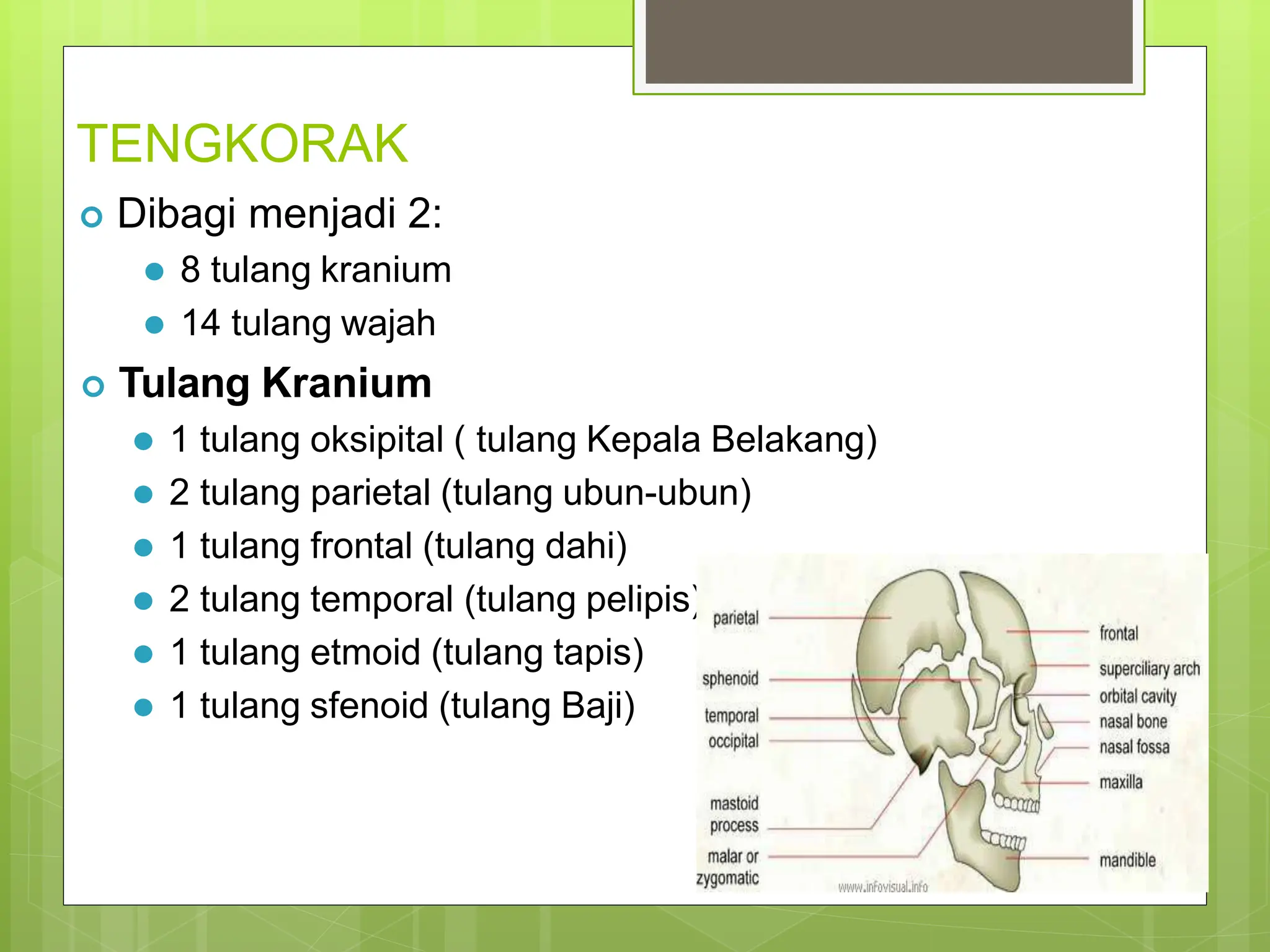 PPT Skeletal.pptx