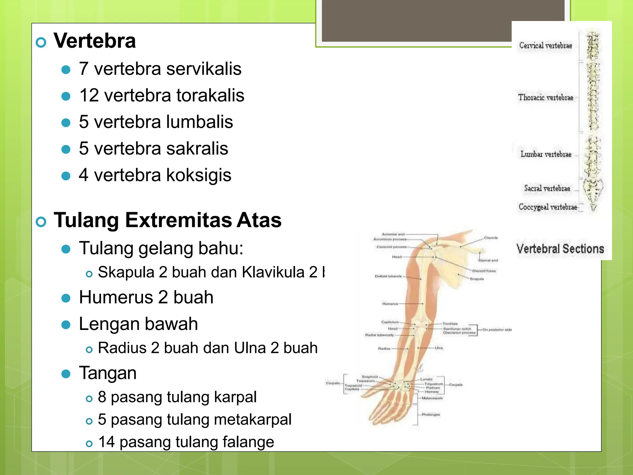 PPT Skeletal.pptx