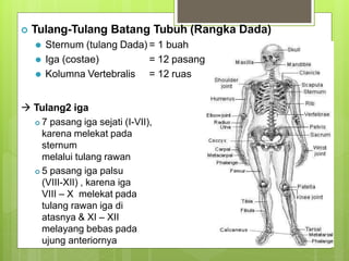 PPT Skeletal.pptx