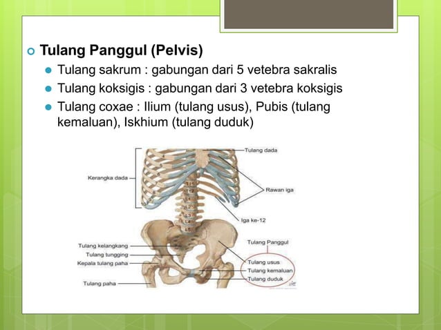 PPT Skeletal.pptx