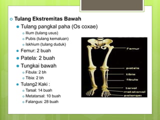 PPT Skeletal.pptx