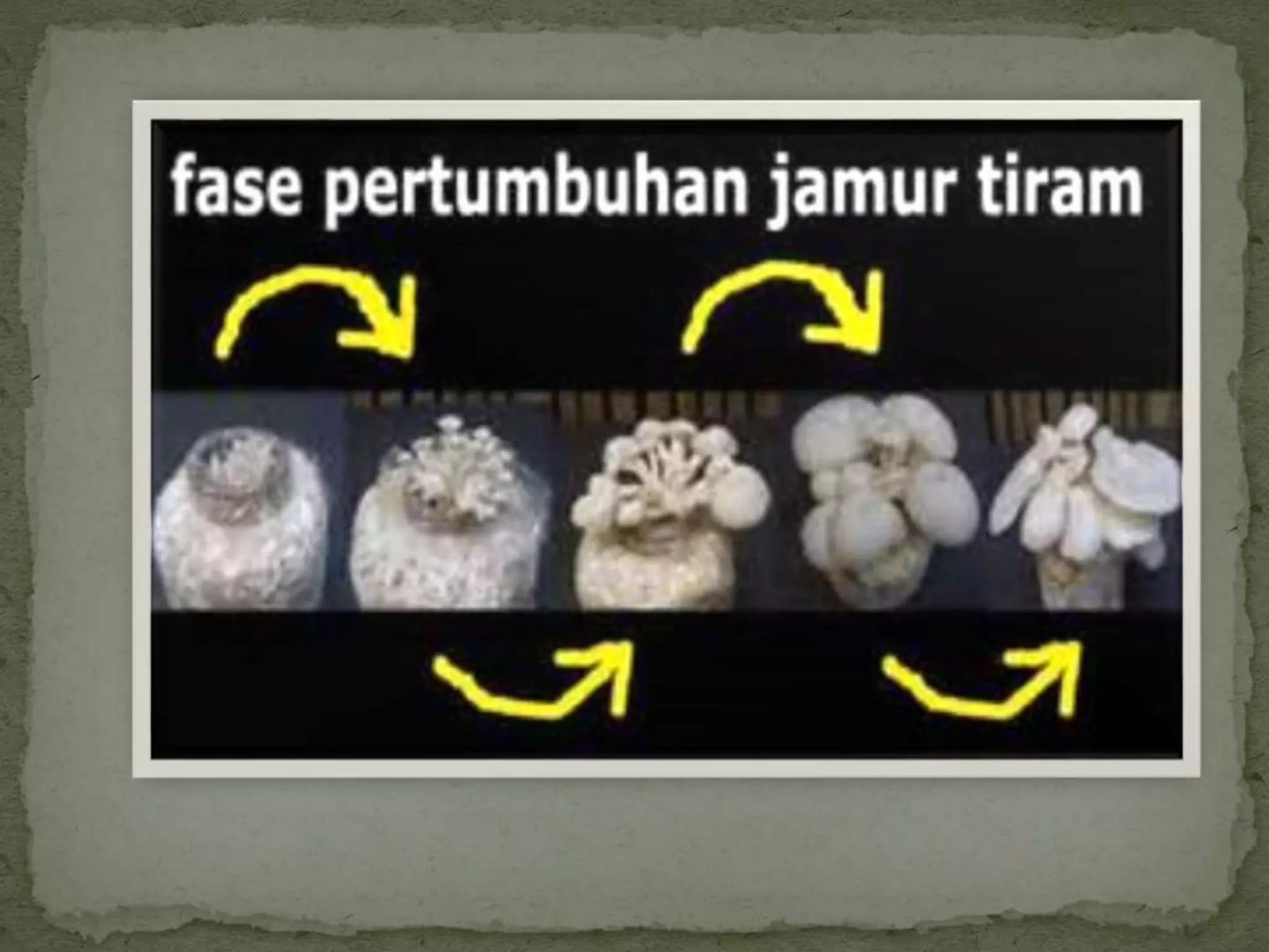 BUDIDAYA JAMUR | PPTX