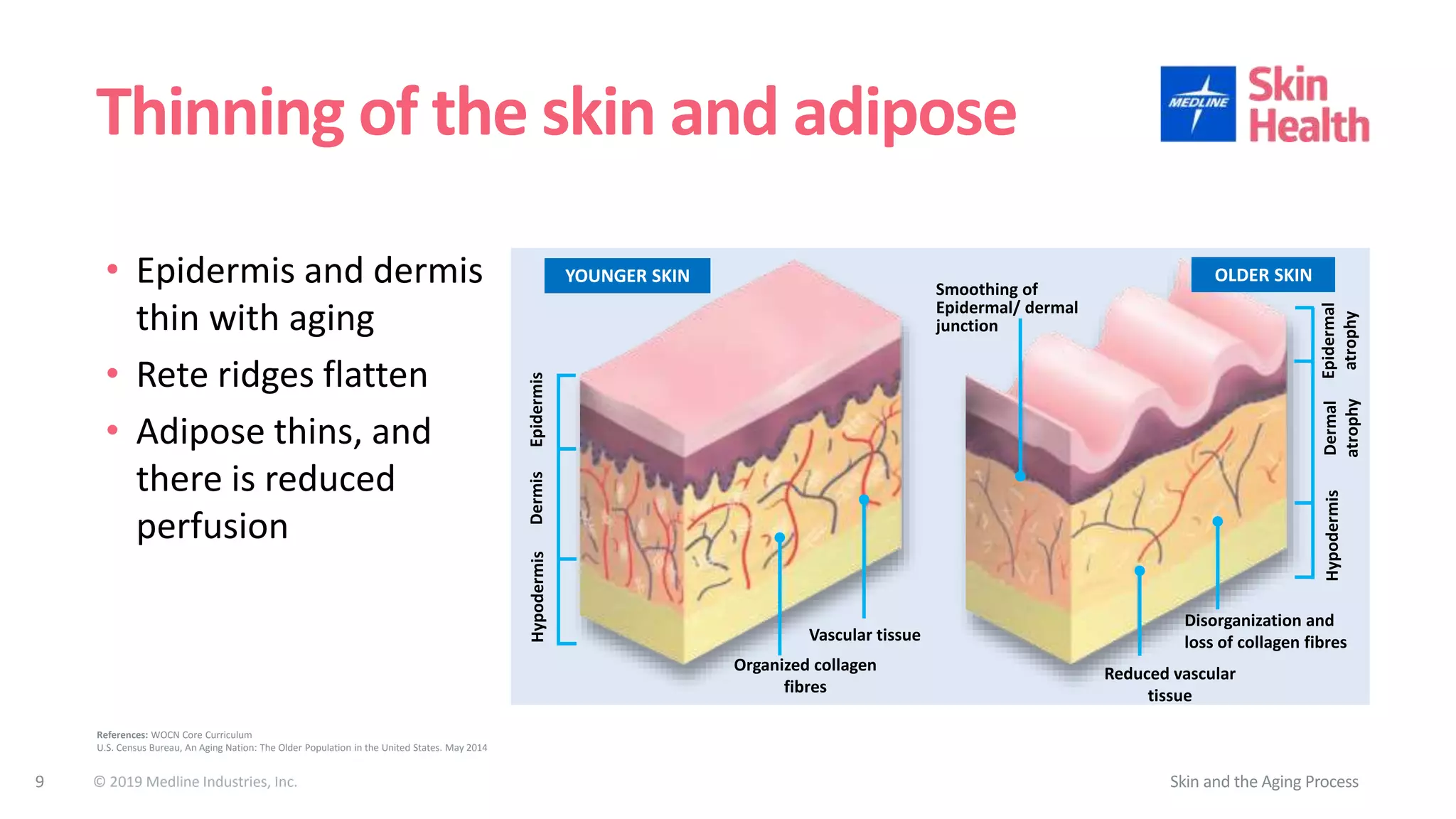 Skin and the Aging Process | PPTX