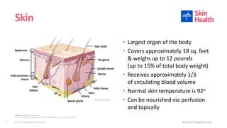 Skin and the Aging Process | PPTX