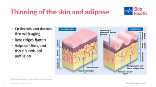 Skin and the Aging Process | PPTX