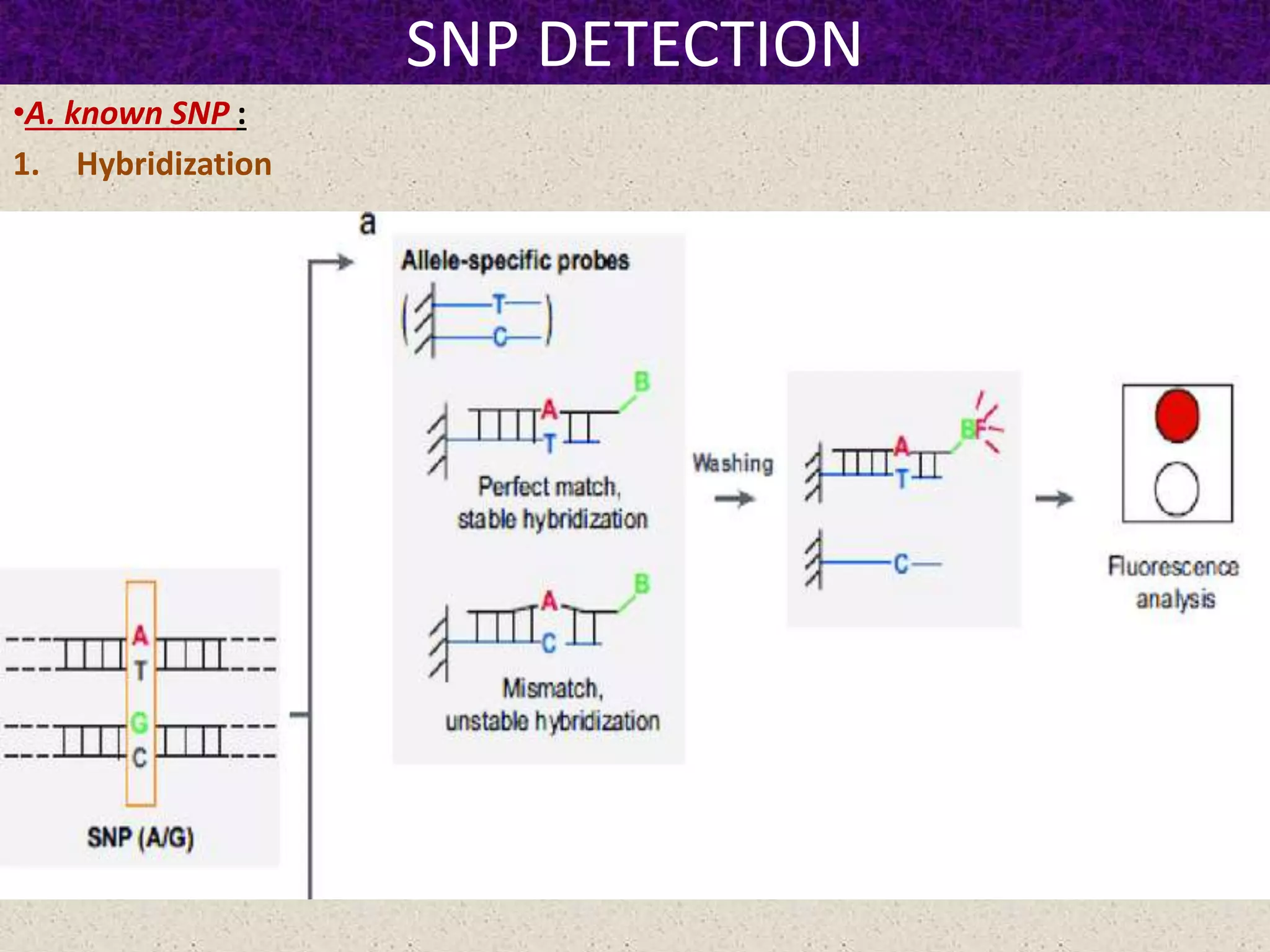 Ppt Snp Detection Pptx