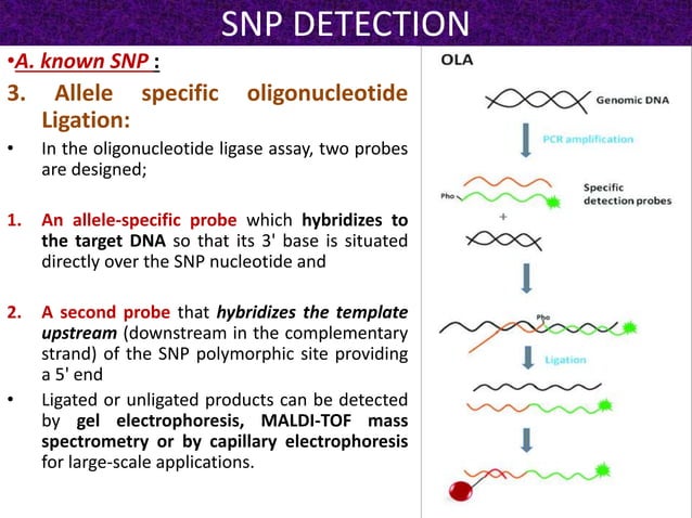Ppt snp detection | PPTX