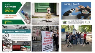 PPT on Role of social media in creating awareness for welfare of Stray ...