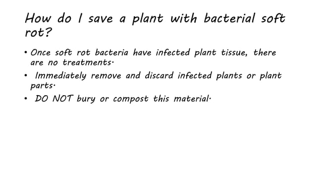 bacterial soft rot | PPTX | Gardening | Home & Garden
