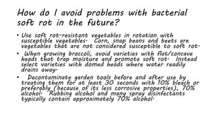 bacterial soft rot | PPTX
