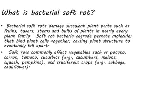 bacterial soft rot | PPTX