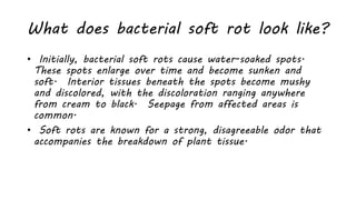 bacterial soft rot | PPTX