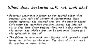 bacterial soft rot | PPTX