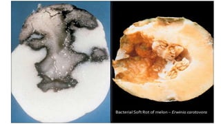 bacterial soft rot | PPTX