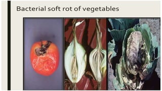 bacterial soft rot | PPTX