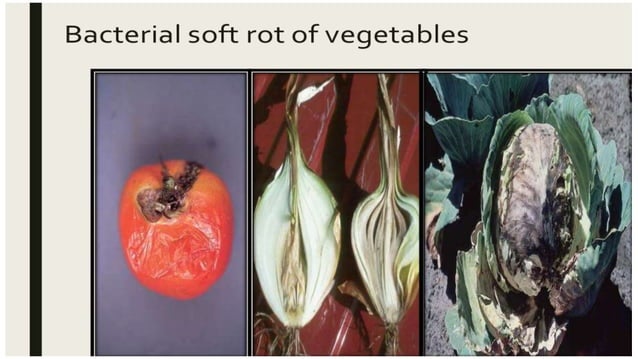 bacterial soft rot | PPTX | Gardening | Home & Garden