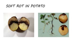 bacterial soft rot | PPTX