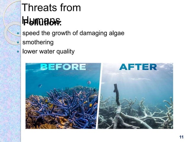 Threats to coral reef | PPT