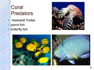 Threats to coral reef | PPT