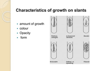 Identification Of Unknown Bacteria And Biochemical Tests.pptx