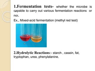 Identification Of Unknown Bacteria And Biochemical Tests.pptx