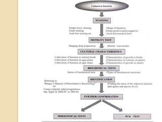 Identification Of Unknown Bacteria And Biochemical Tests.pptx