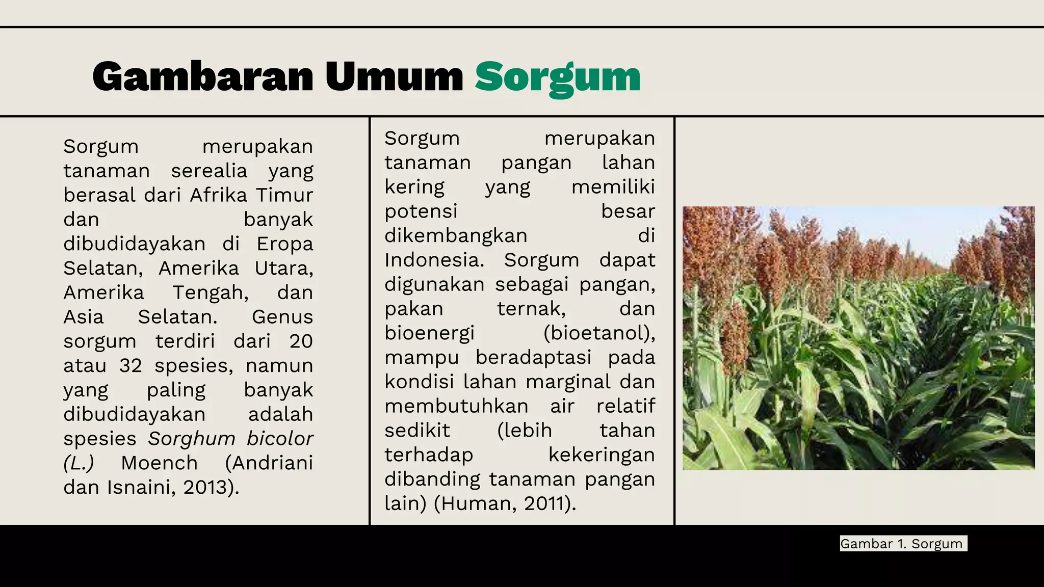 Tanaman Pangan Sorgum | PPTX