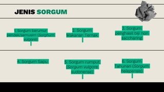 Tanaman Pangan Sorgum | PPTX