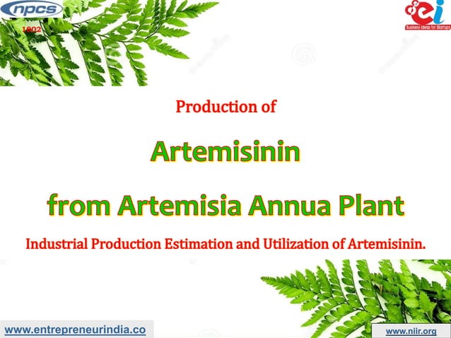 Production of Artemisinin from Artemisia Annua Plant. Industrial ...