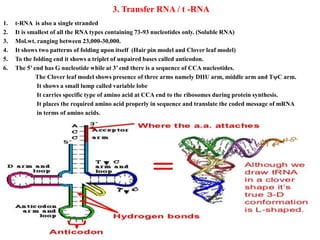 Structure And Types Of Nucleic Acids by Sandeep | PPT