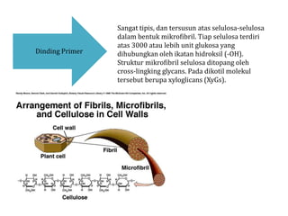 Pertumbuhan dan Perkembangan Sel Tumbuhan | PPTX