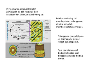 Pertumbuhan dan Perkembangan Sel Tumbuhan | PPTX