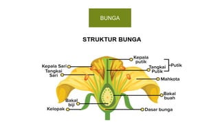 PPT STRUKTUR DAN FUNGSI JARINGAN TUMBUHAN (1).pptx